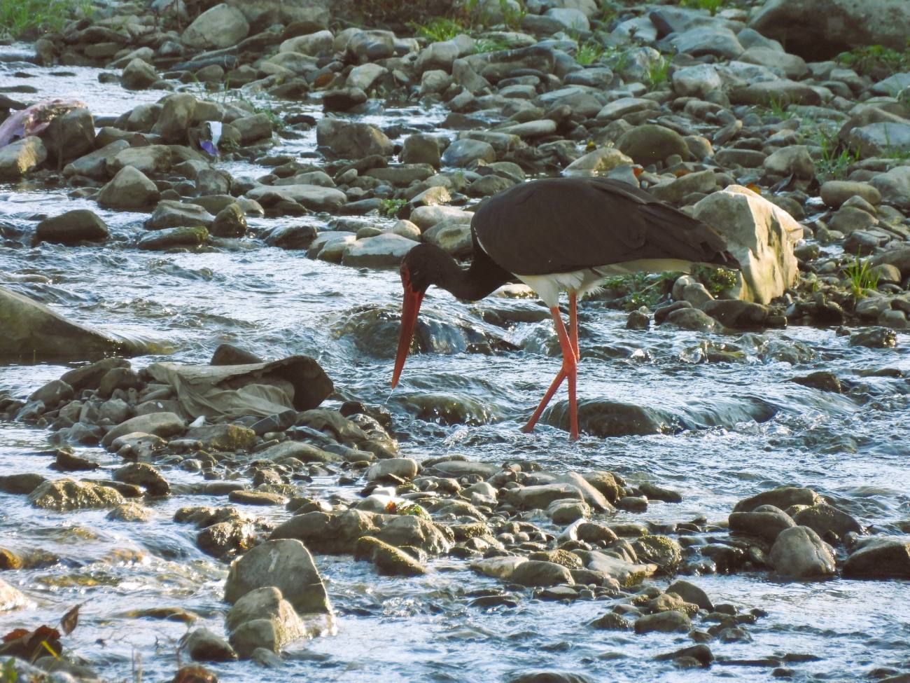 Exemplar de barză neagră observat, în Parcul Natural Bucegi